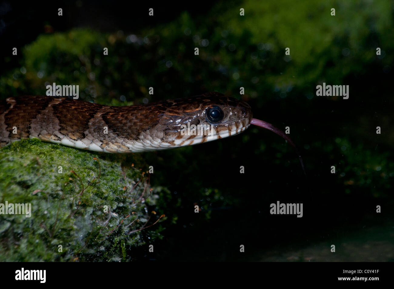 Northern water snake hi-res stock photography and images - Alamy
