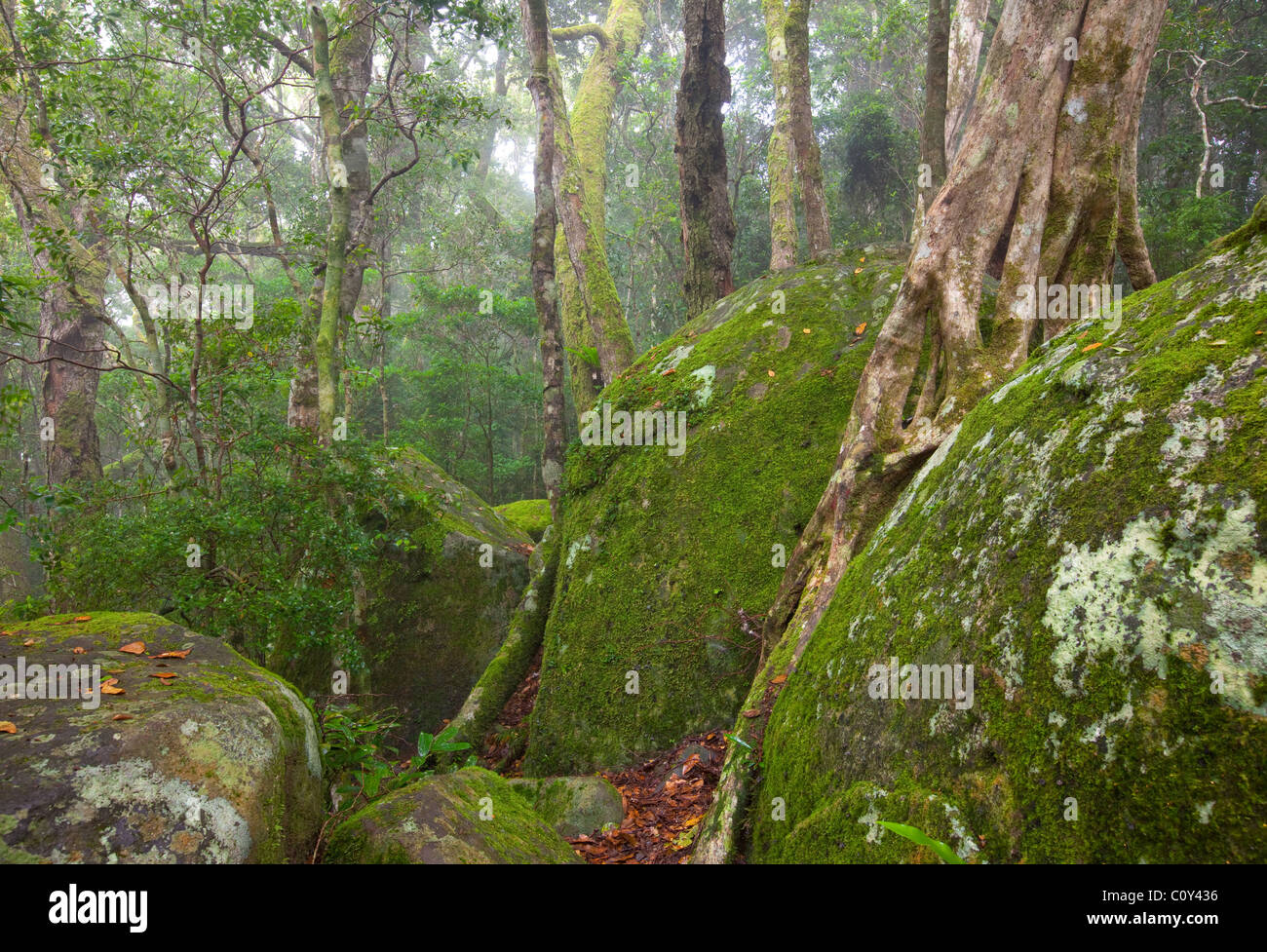 Tullawallal, Binna Burra section, Lamington National Park, Queensland ...