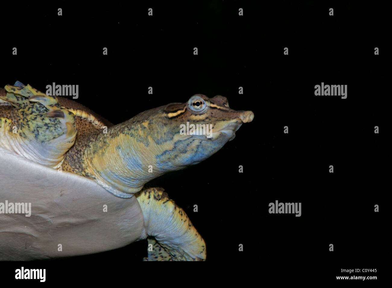 Close-up of a Spiny Softshell Turtle Stock Photo - Alamy