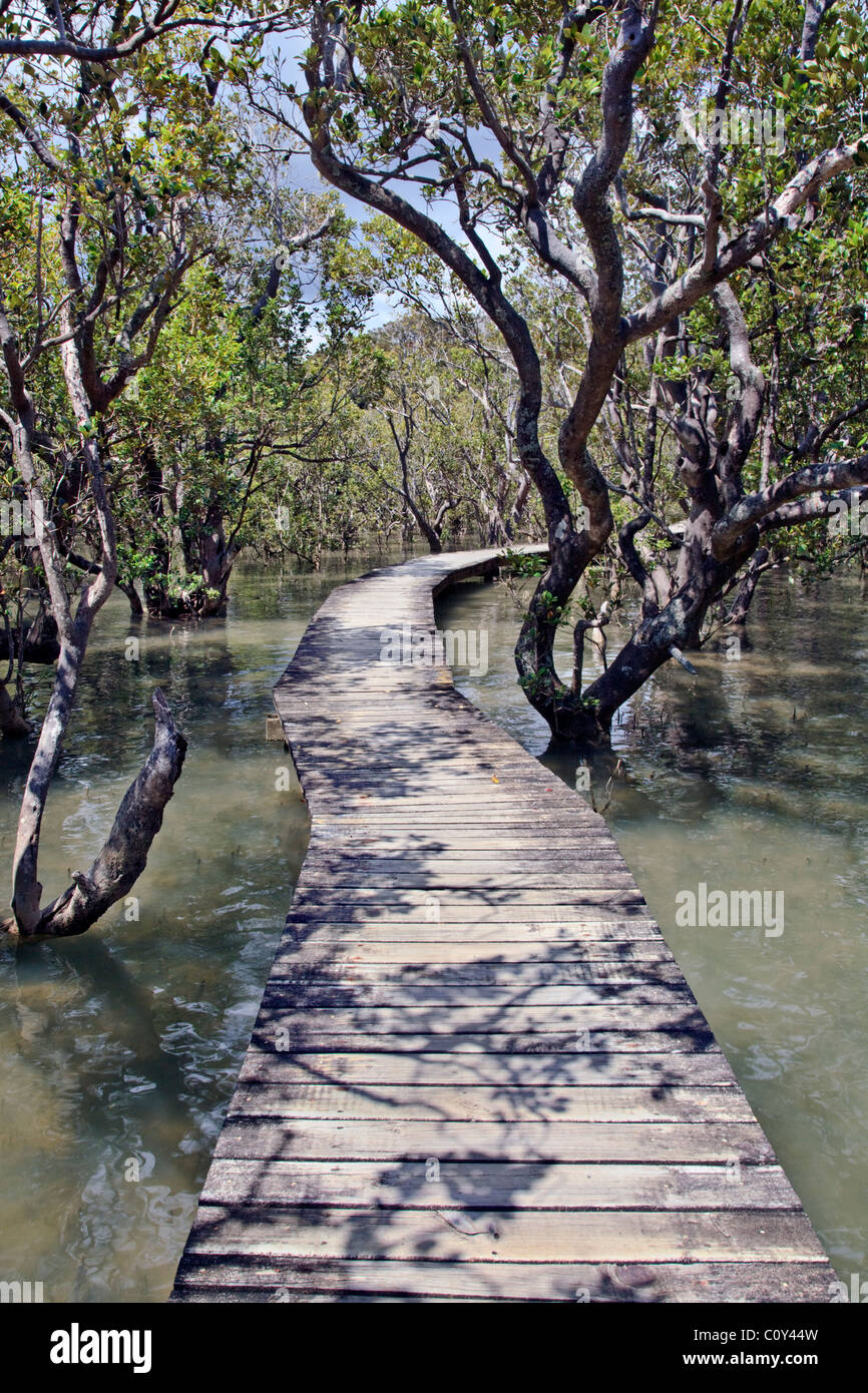 mango grove forest with wooden decked path Stock Photo - Alamy