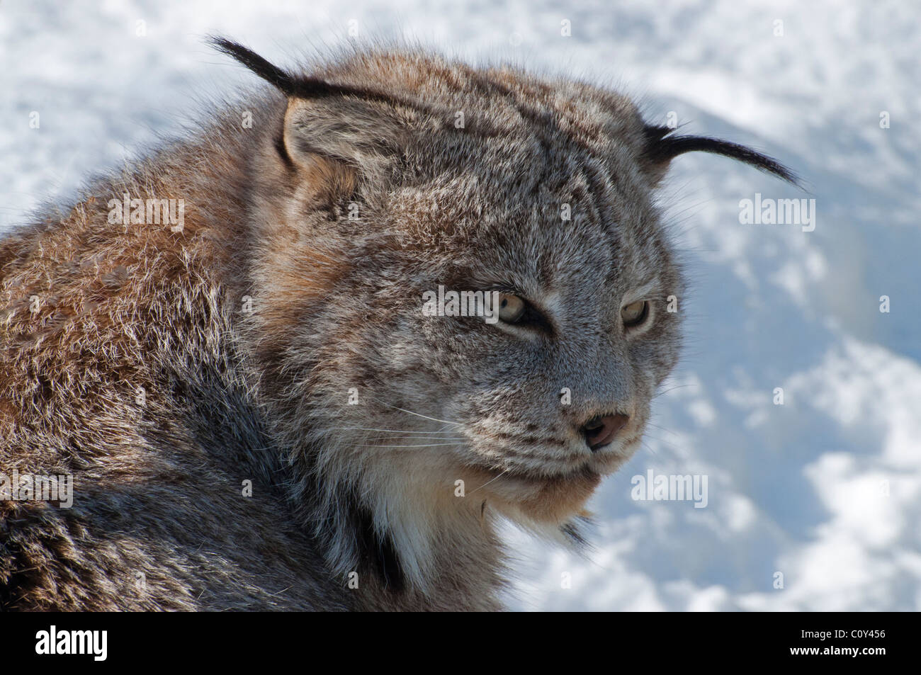 Close-up of a Canadian Lynx Stock Photo - Alamy