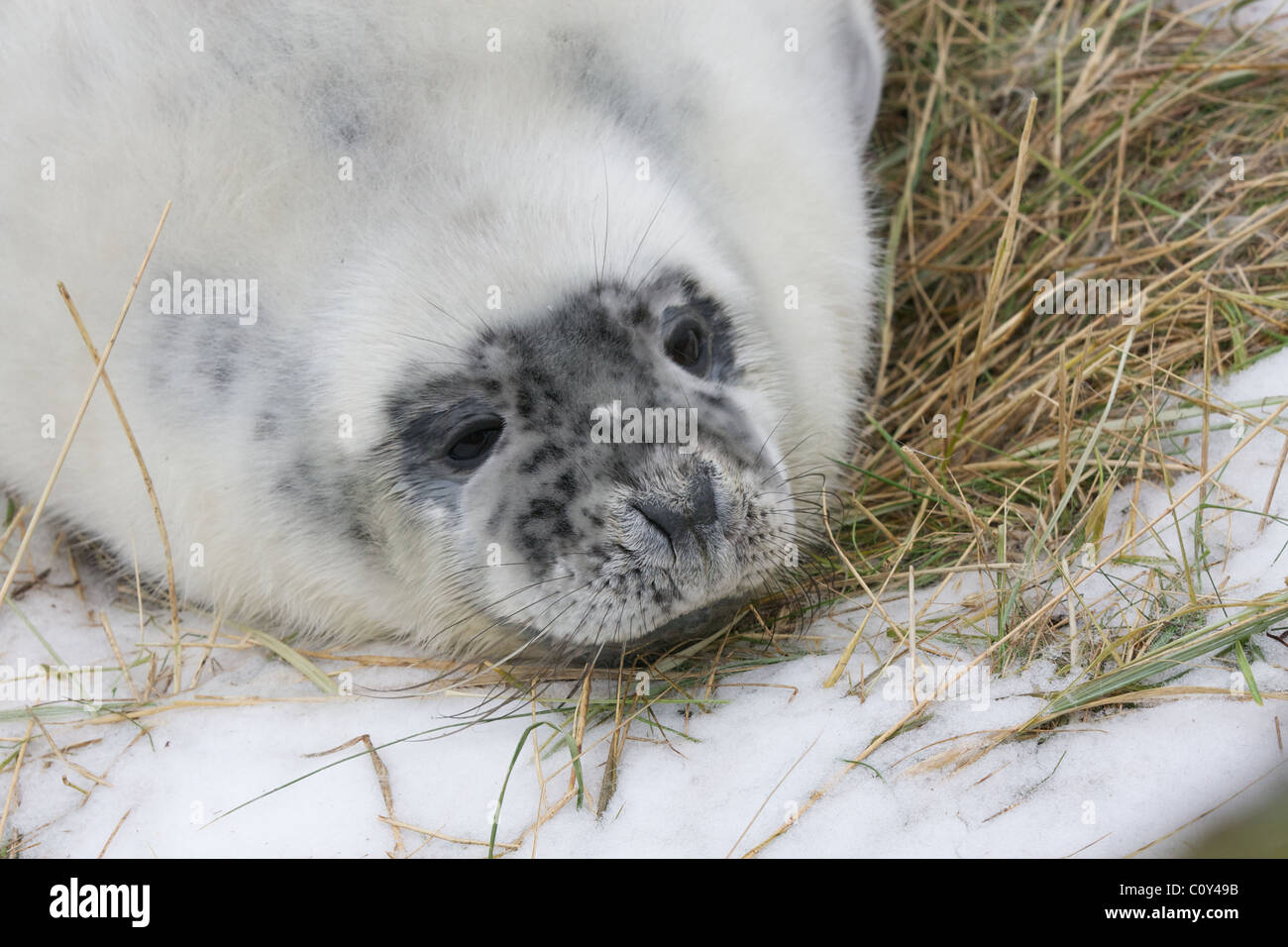 Baby snow seal hi-res stock photography and images - Alamy