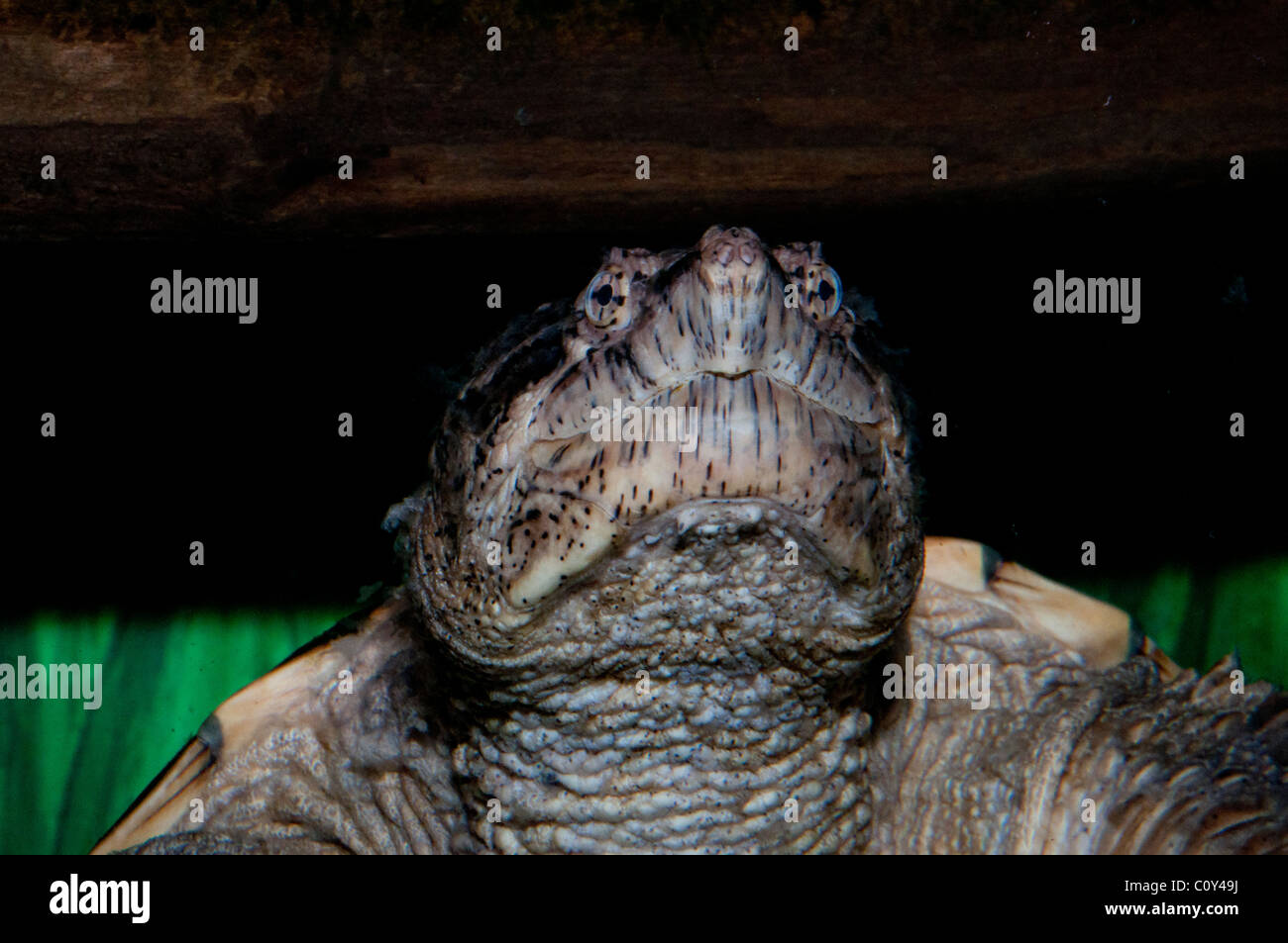 Close-up of a Common Snapping Turtle Stock Photo - Alamy