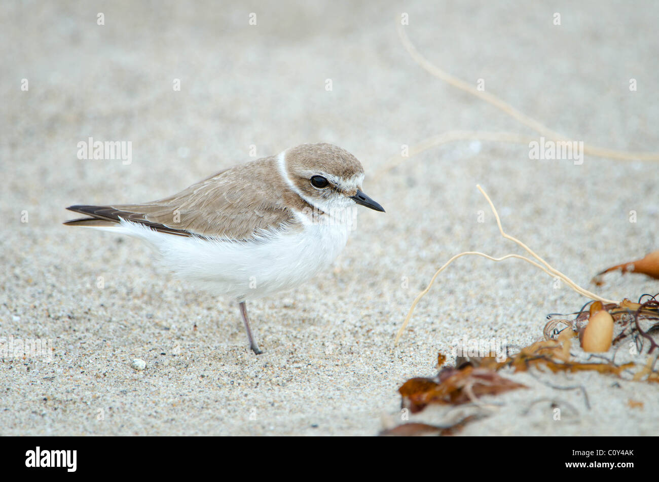 Snowy Plover in sand Stock Photo - Alamy