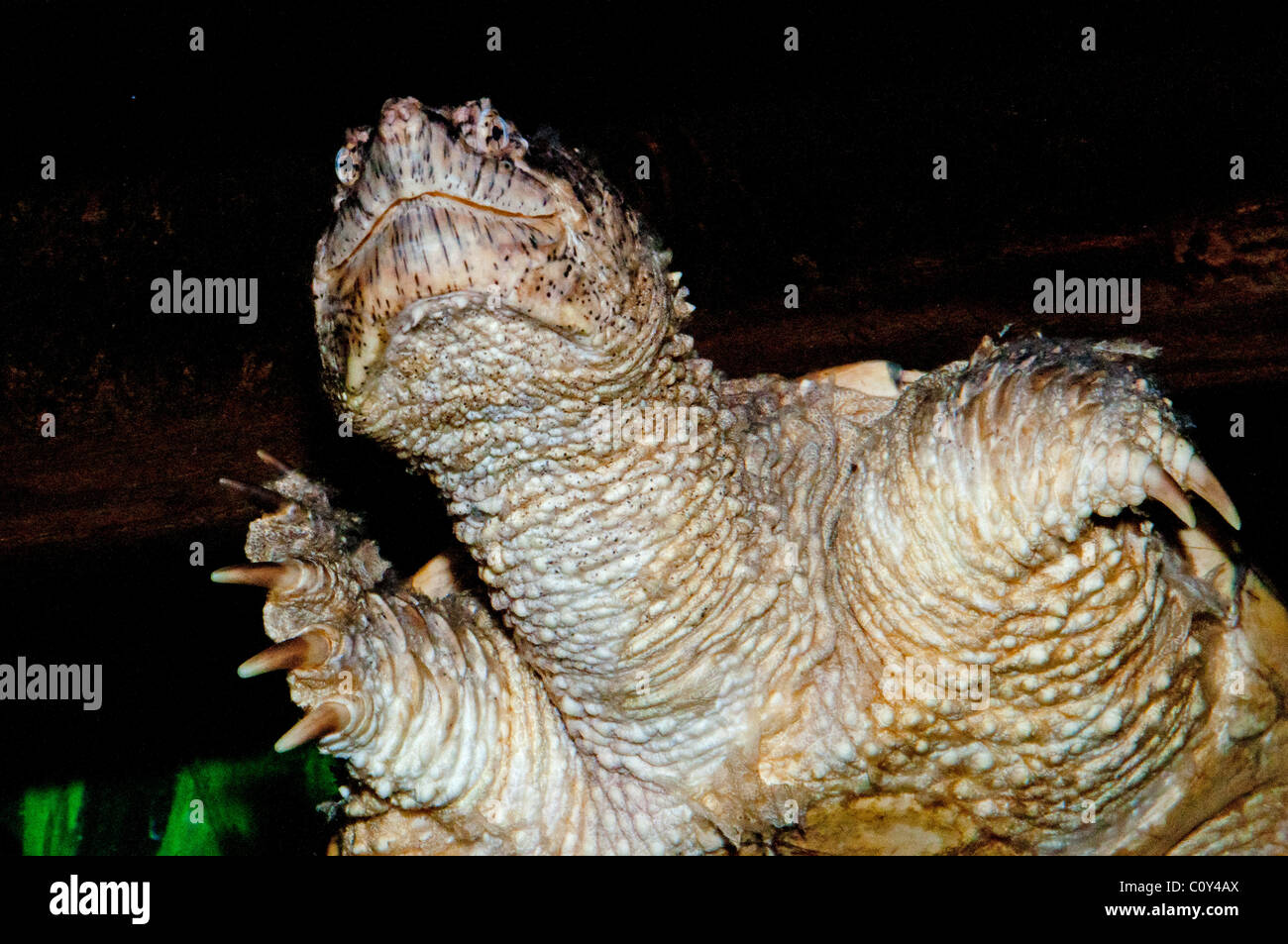 Close-up of a Common Snapping Turtle Stock Photo - Alamy