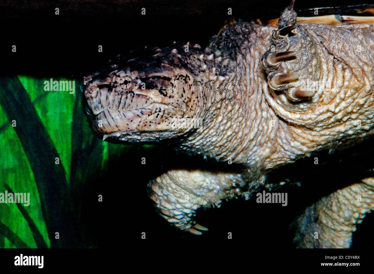 Close-up of a Common Snapping Turtle Stock Photo - Alamy