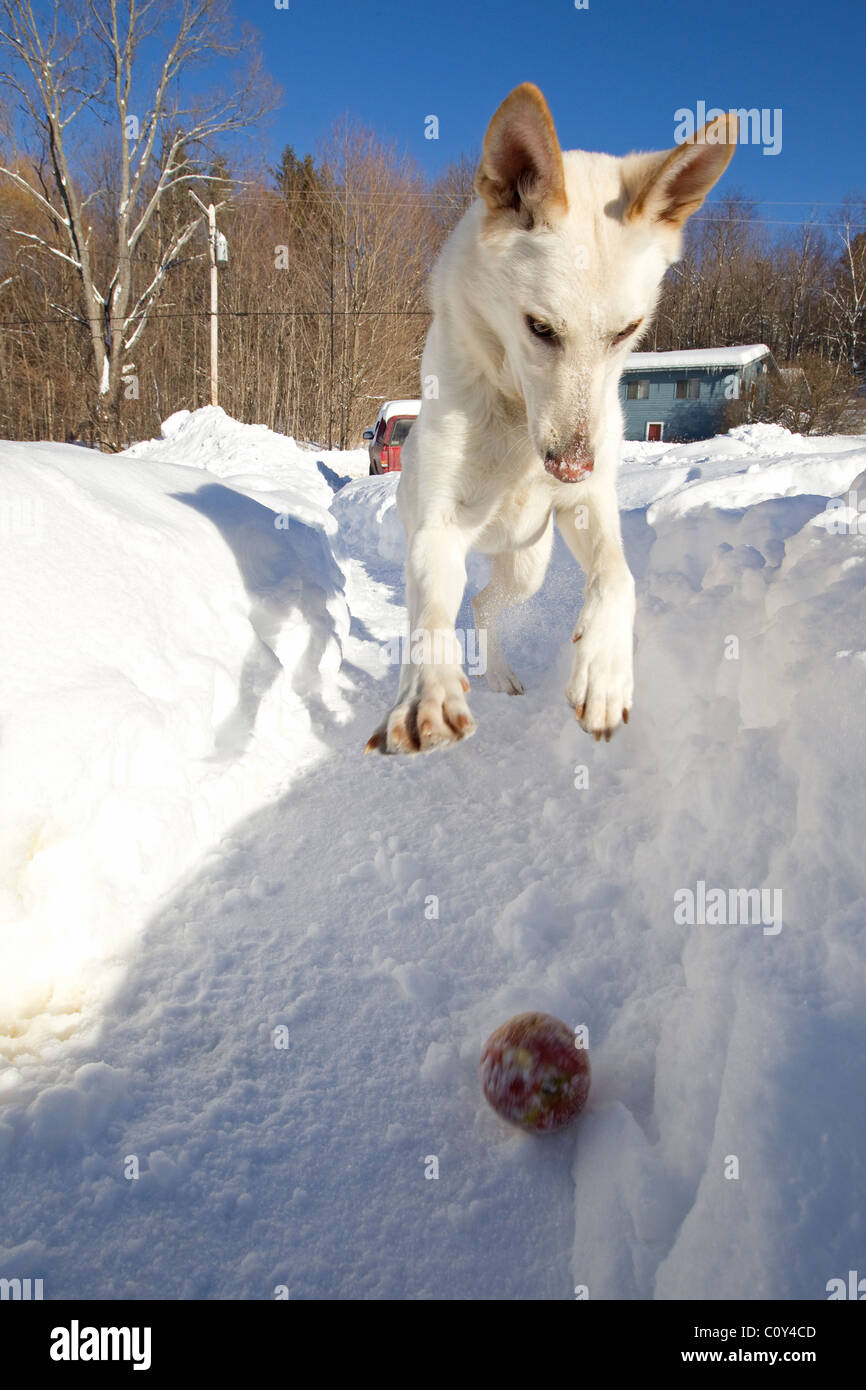 German shepherd dog snow ball hi-res stock photography and images - Alamy