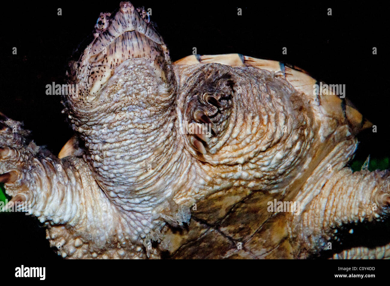 Snapping turtle canada hi-res stock photography and images - Alamy