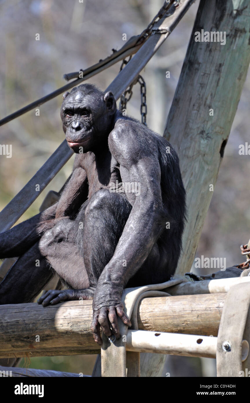 African chimps hi-res stock photography and images - Alamy
