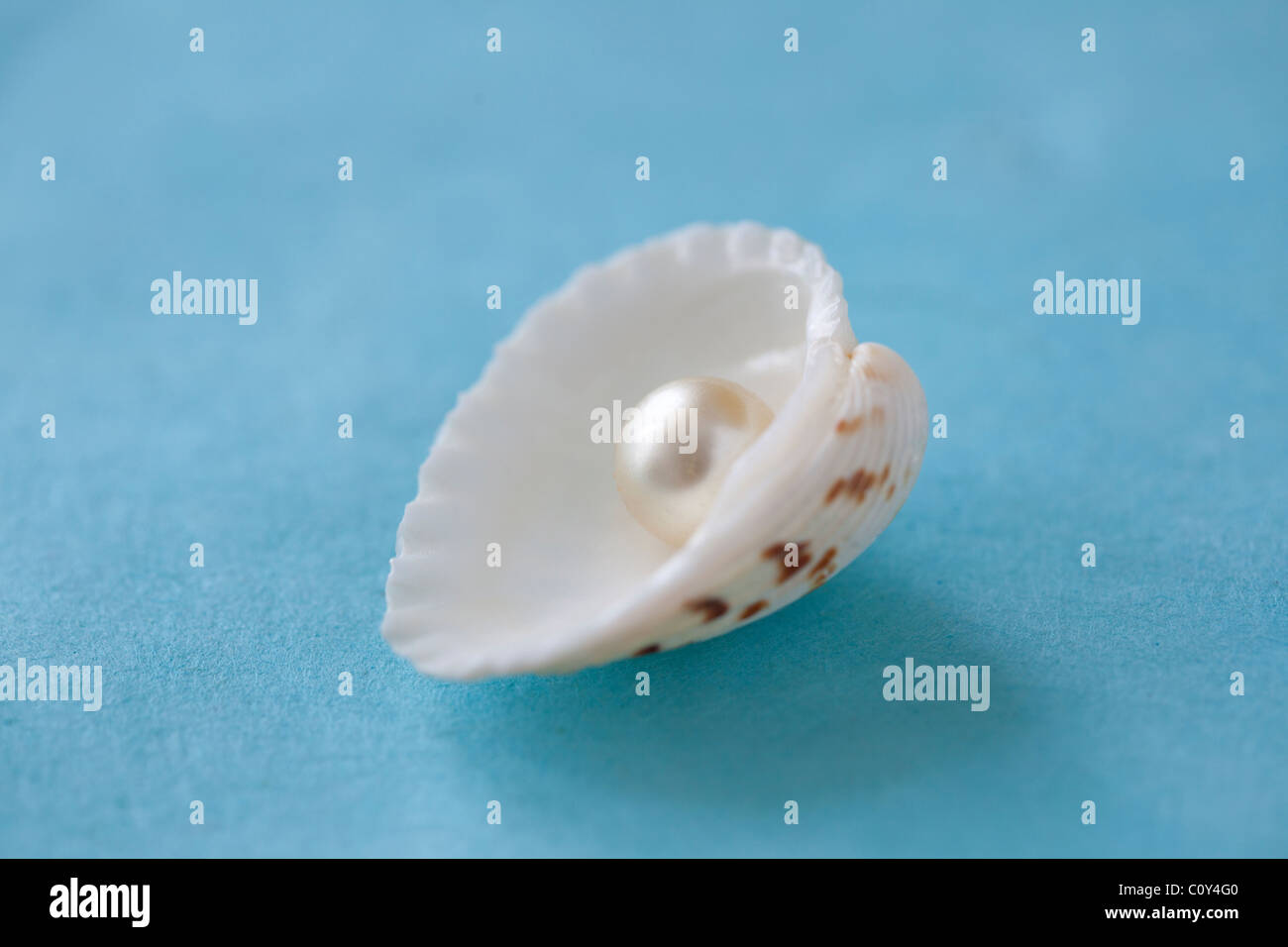 shell with pearl Stock Photo - Alamy