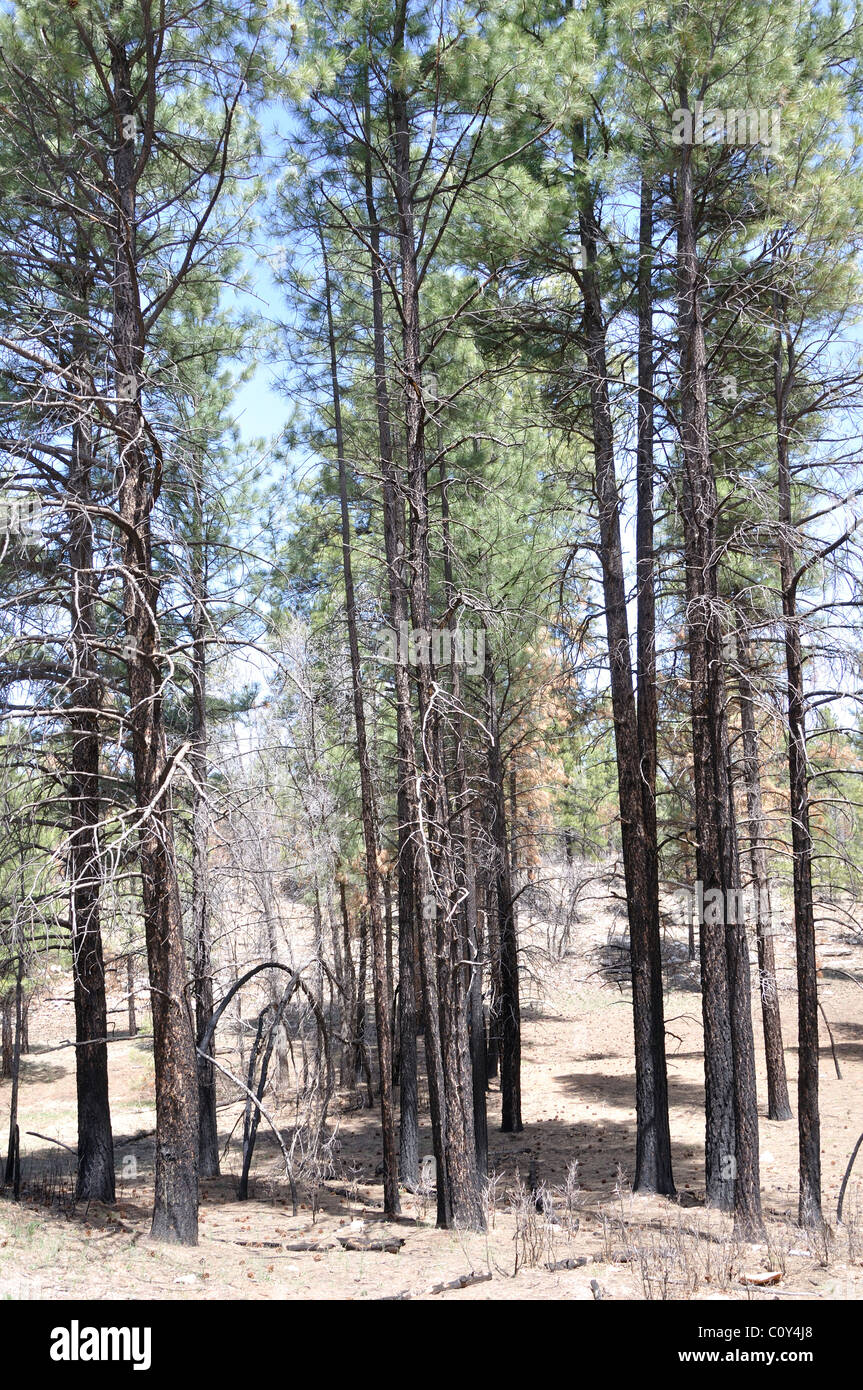Burnt trees in forest, Grand Canyon, Arizona, USA Stock Photo - Alamy