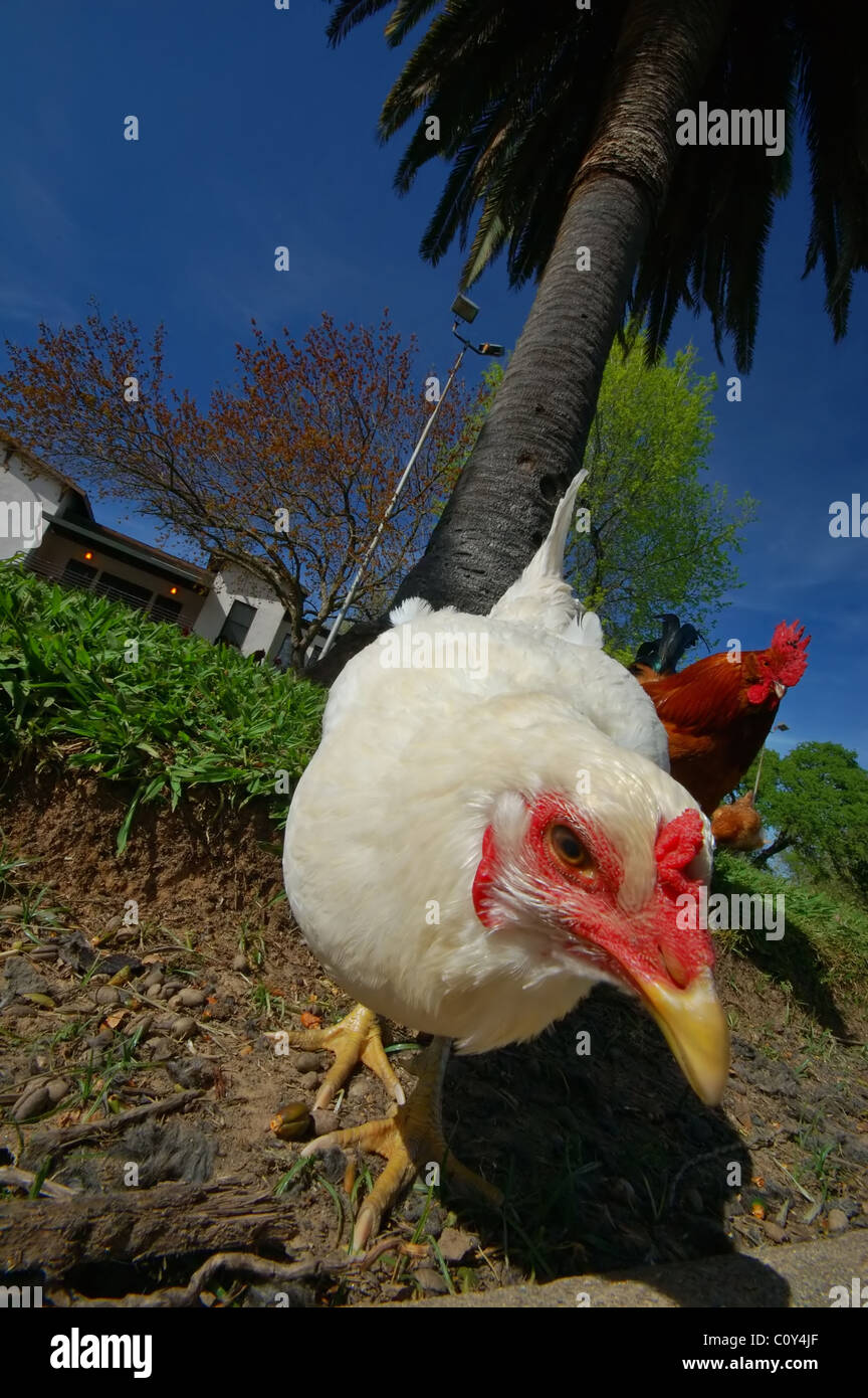 closeup of a hen and a rooster Stock Photo - Alamy