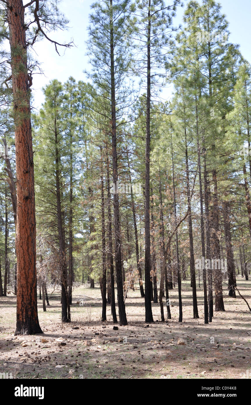 Burnt trees in forest, Grand Canyon, Arizona, USA Stock Photo - Alamy