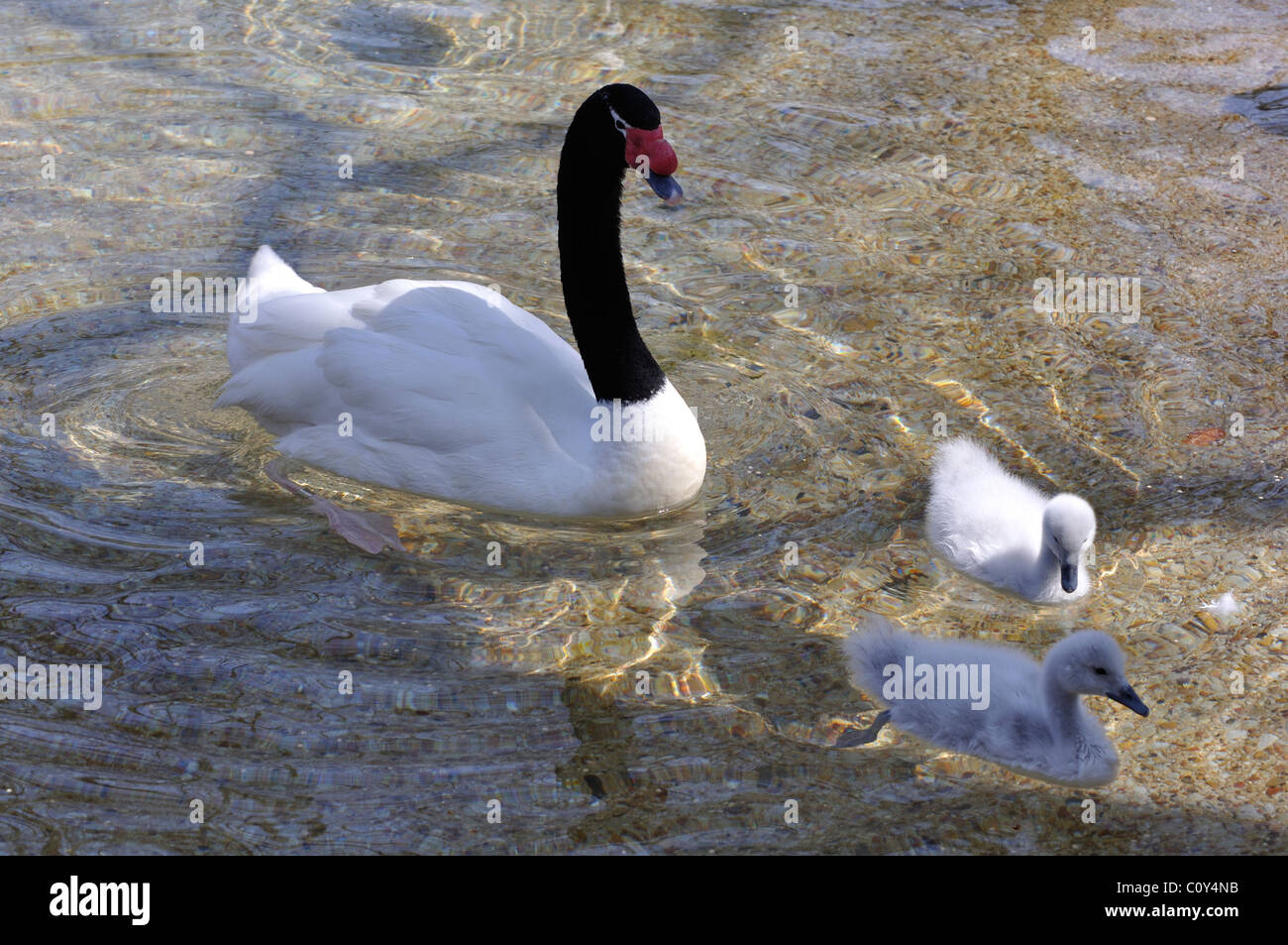 Black necked Swan - Cygnus melancoryphus Stock Photo - Alamy