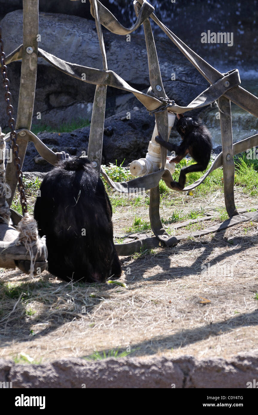 Chimps are family hi-res stock photography and images - Alamy