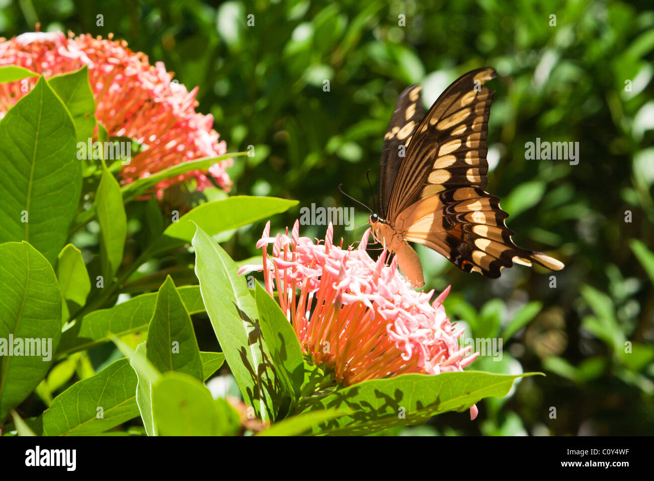 King Swallowtail (Heraclides thoas, Papilio thoas), aka Thoas ...