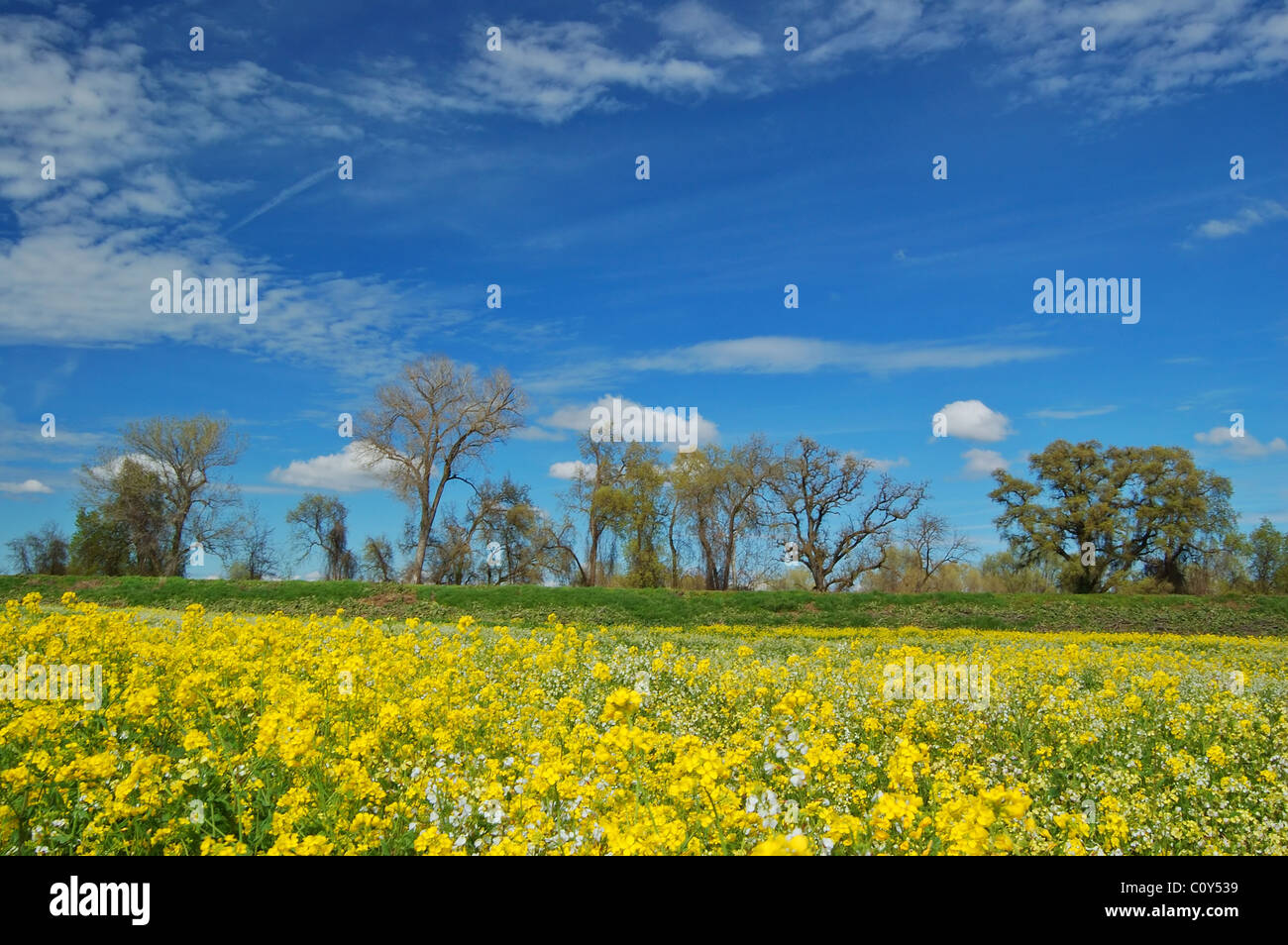 wildflower meadow in springtime Stock Photo - Alamy