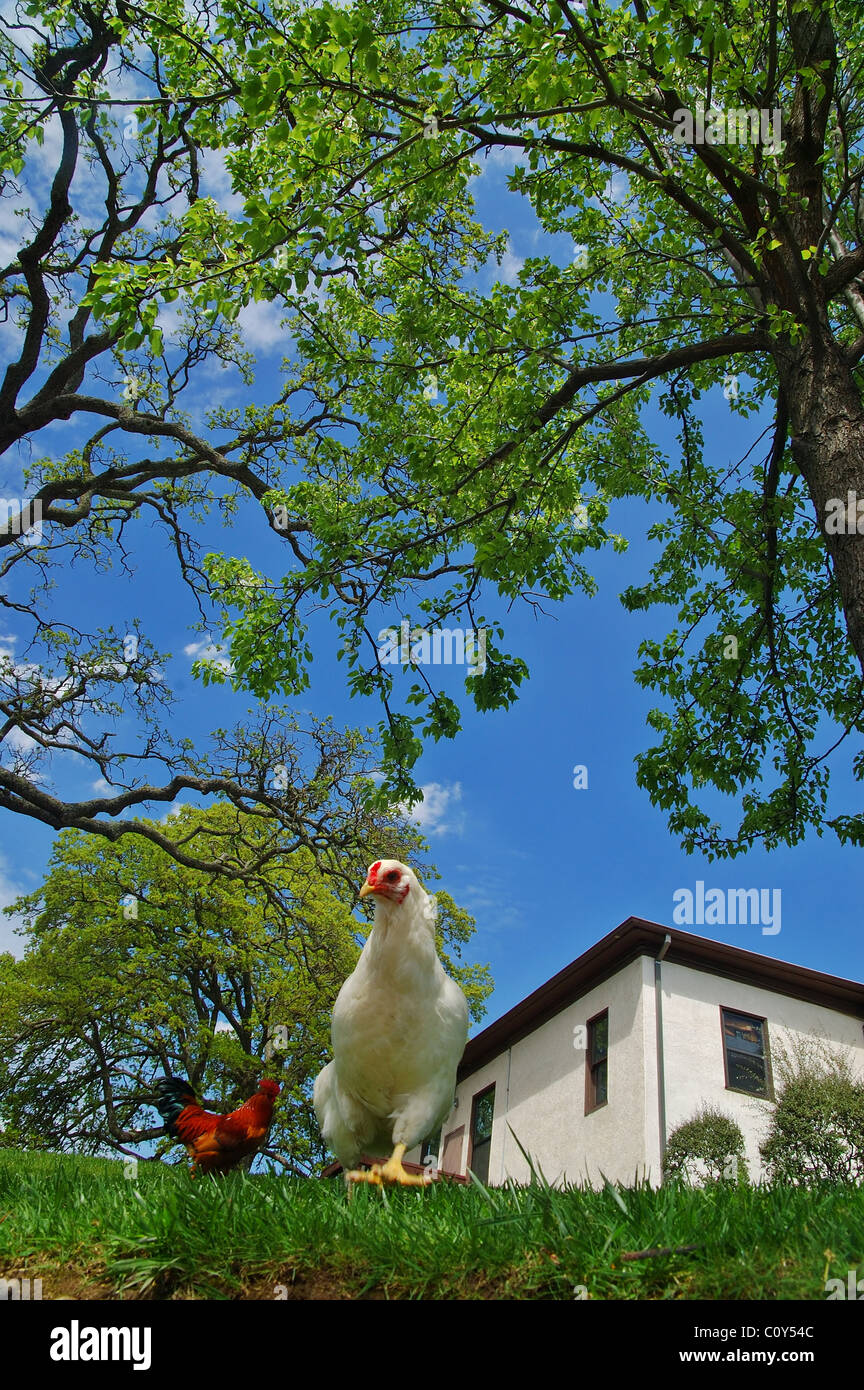 closeup of a hen and a rooster Stock Photo - Alamy