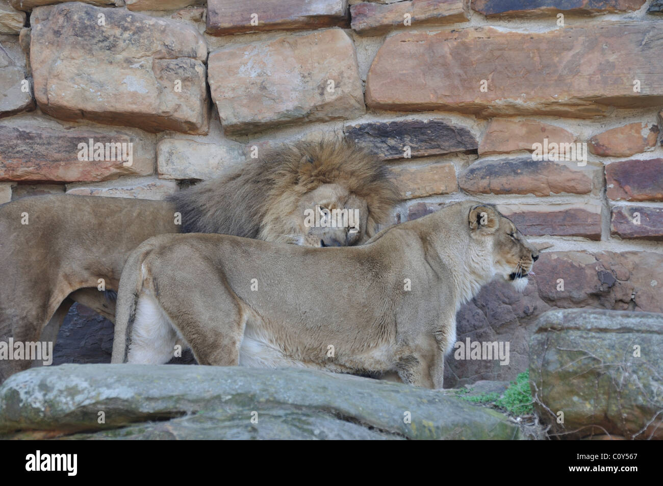 Pair of lions in zoo Stock Photo - Alamy