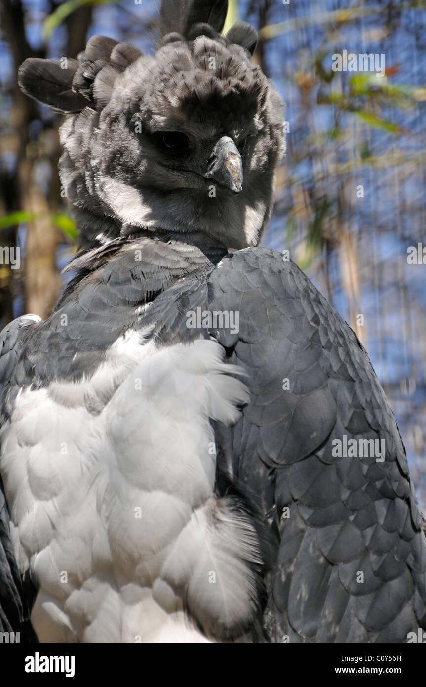 American harpy hi-res stock photography and images - Alamy
