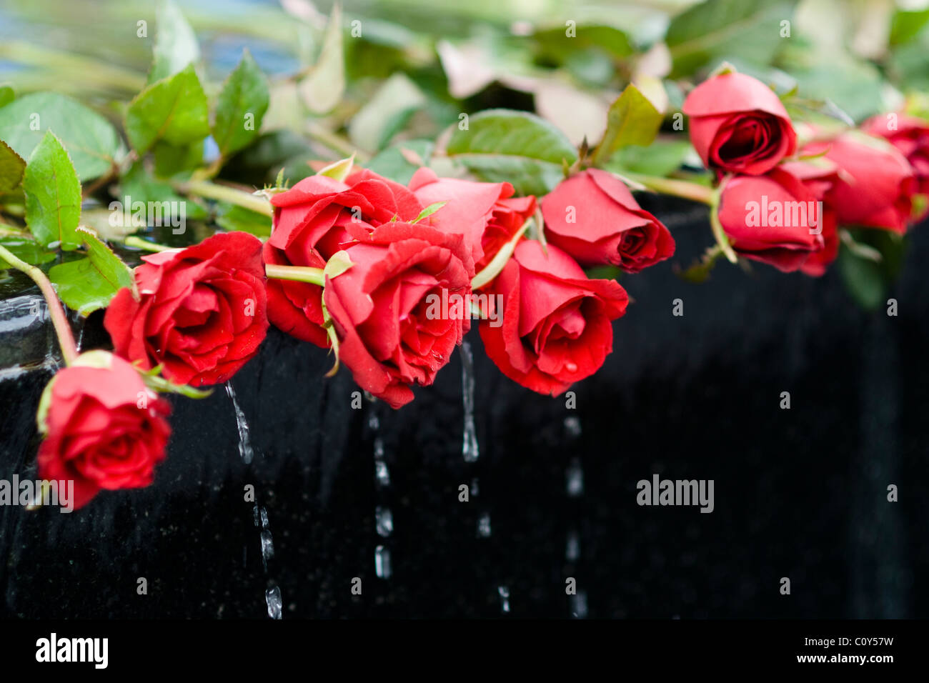 Roses with water Stock Photo - Alamy