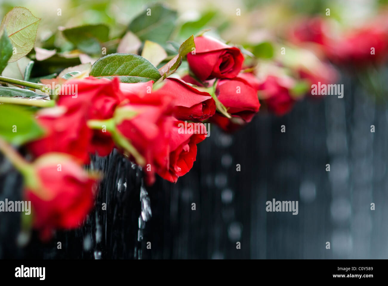 Roses with water Stock Photo - Alamy