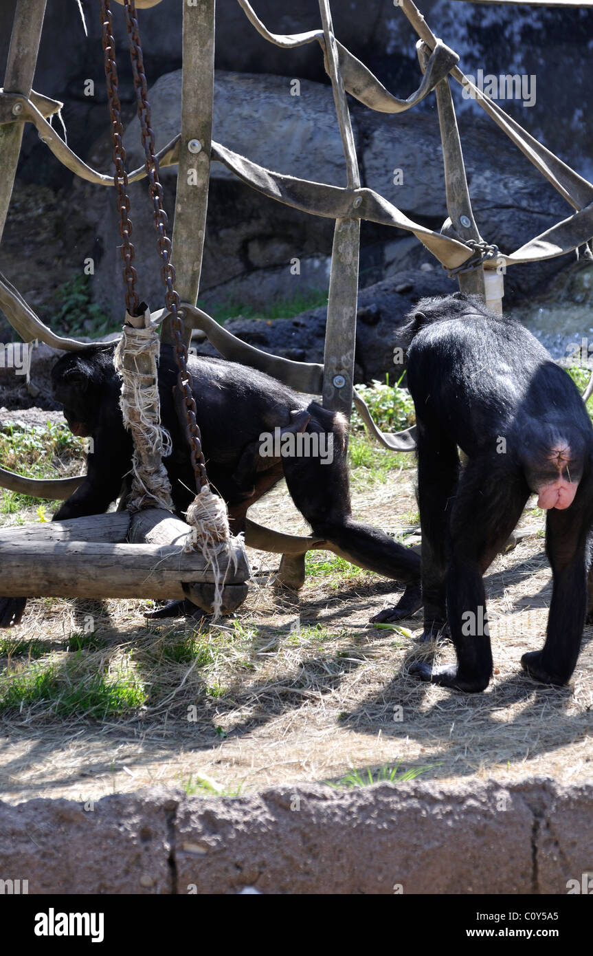 Chimp couple hi-res stock photography and images - Alamy