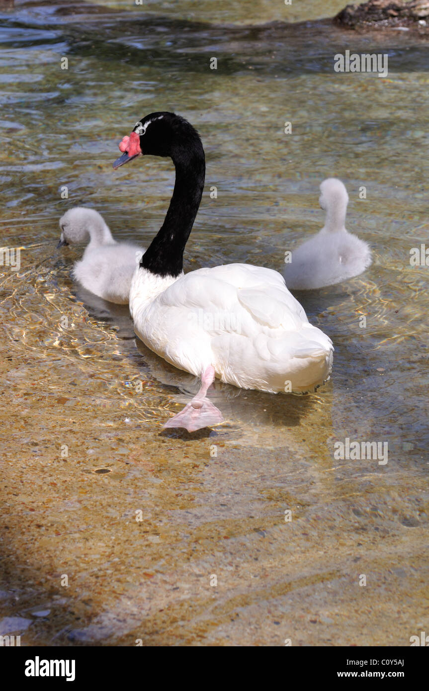 Black necked Swan - Cygnus melancoryphus Stock Photo - Alamy