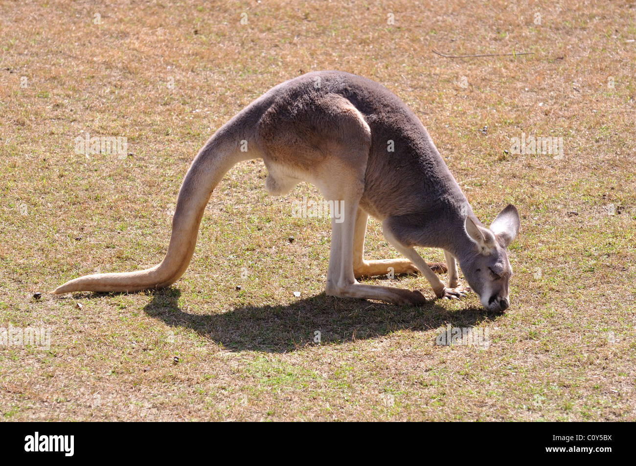 Red Australian Kangaroo Stock Photo - Alamy