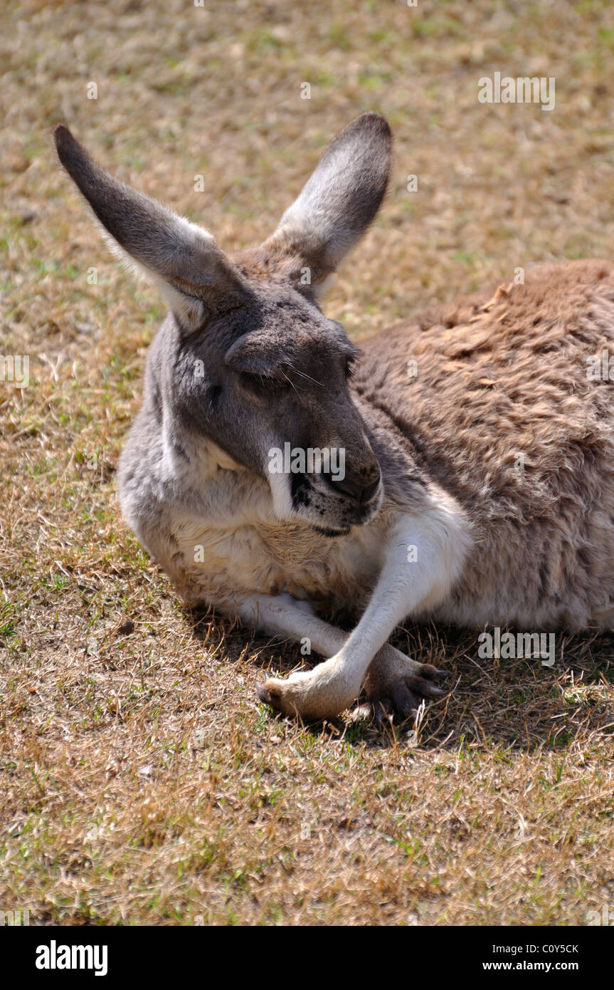 Red Australian Kangaroo Stock Photo - Alamy