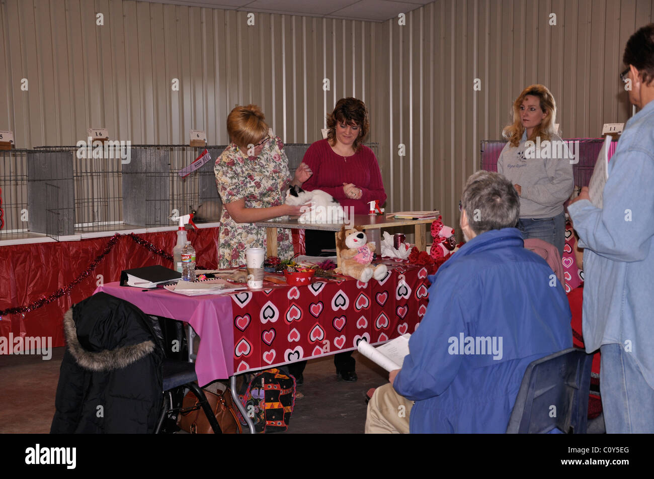 Judging process at cat show, Waco, Texas, USA Stock Photo - Alamy