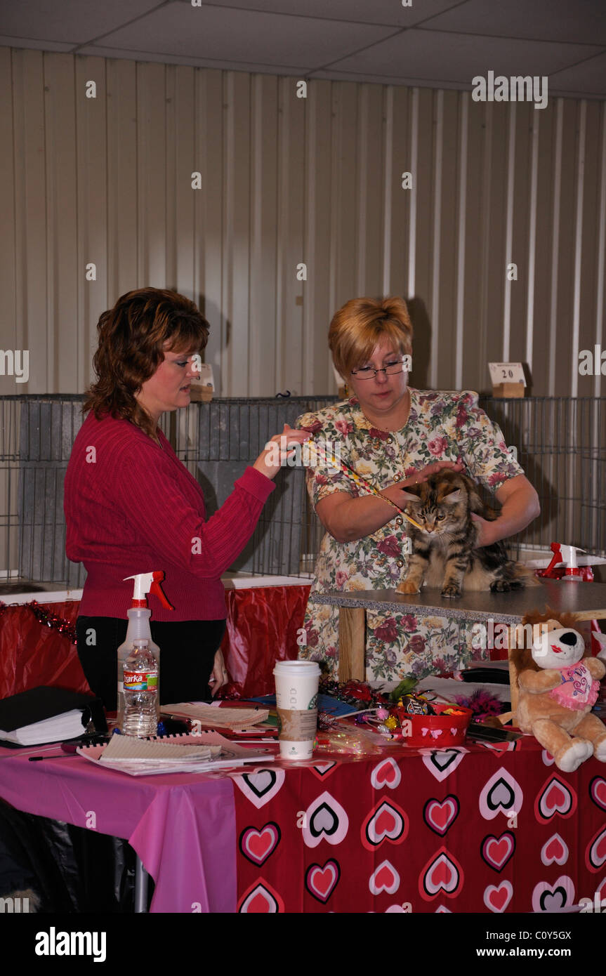 Judging process at cat show, Waco, Texas, USA Stock Photo - Alamy