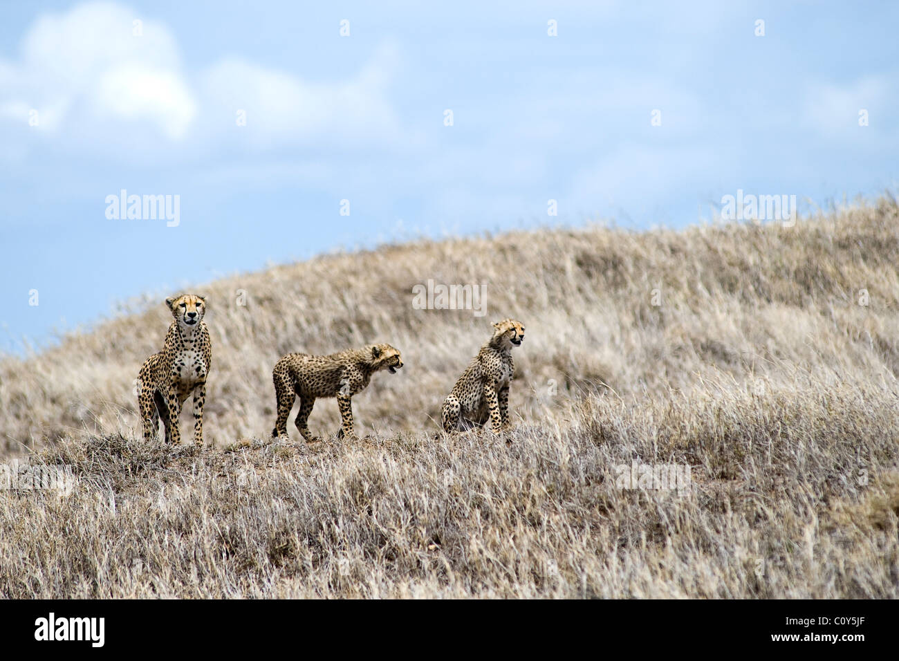 Female cheetah, Acinonyx jubatus, searching for prey, Simba Kopjes ...