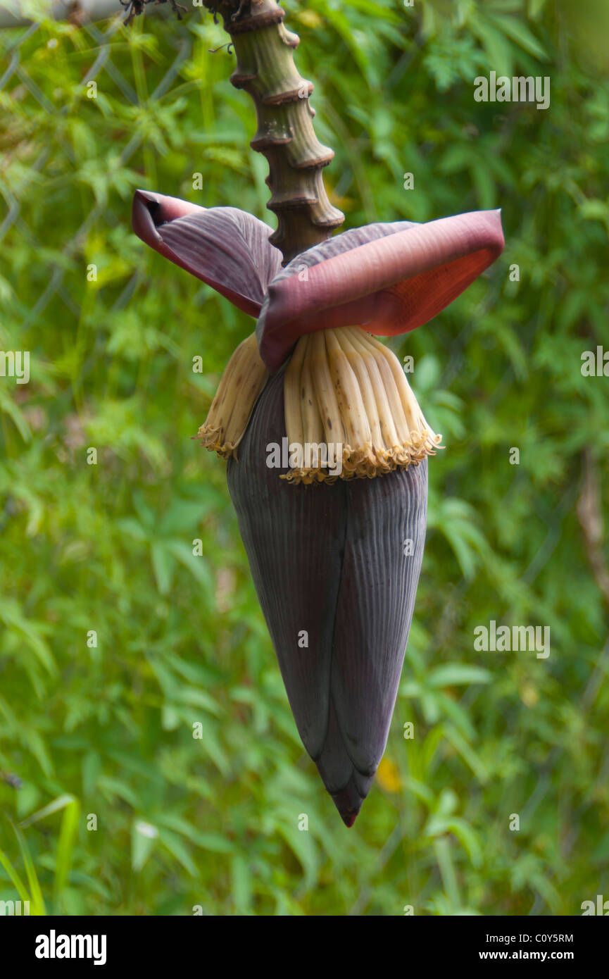 Barbados - banana flower Stock Photo - Alamy