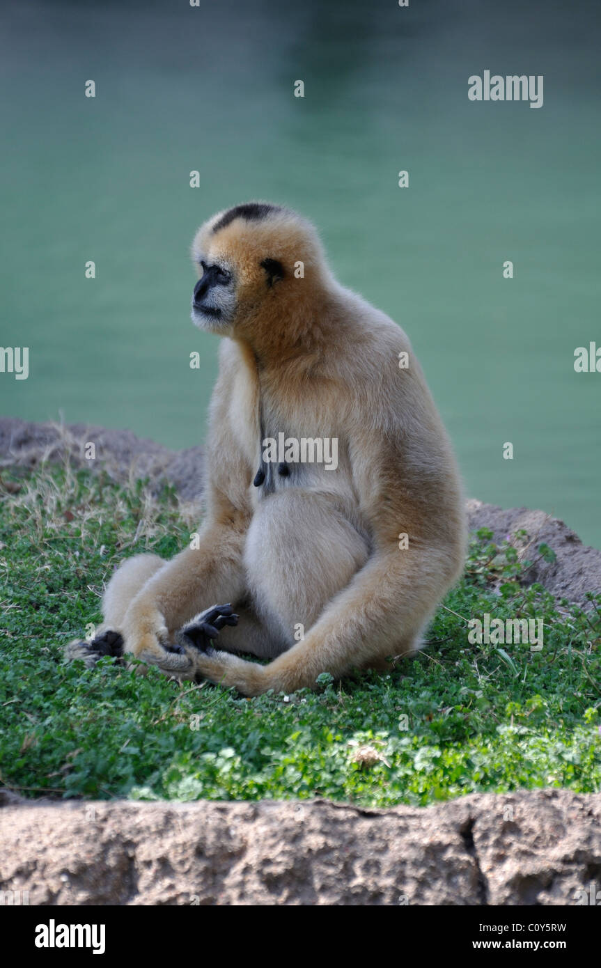 Northern White-cheeked Female Gibbon Stock Photo - Alamy