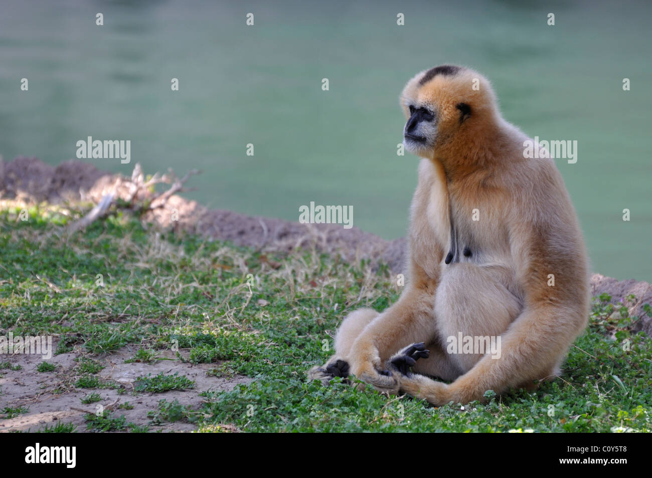 Northern White-cheeked Female Gibbon Stock Photo - Alamy