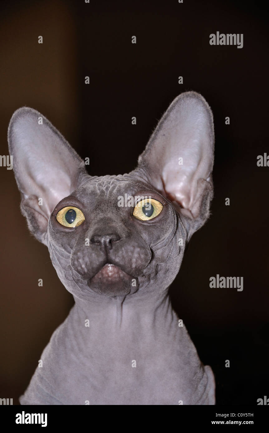 Sphynx cat hi-res stock photography and images - Alamy