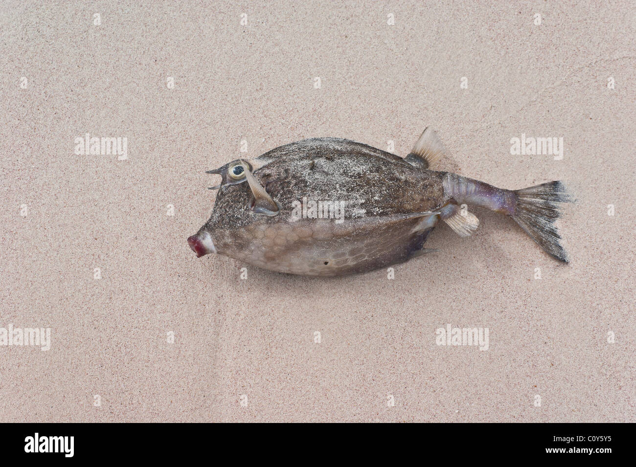 Cowfish, Caribbean boxfish, washed up on shore, Barbados Stock Photo ...