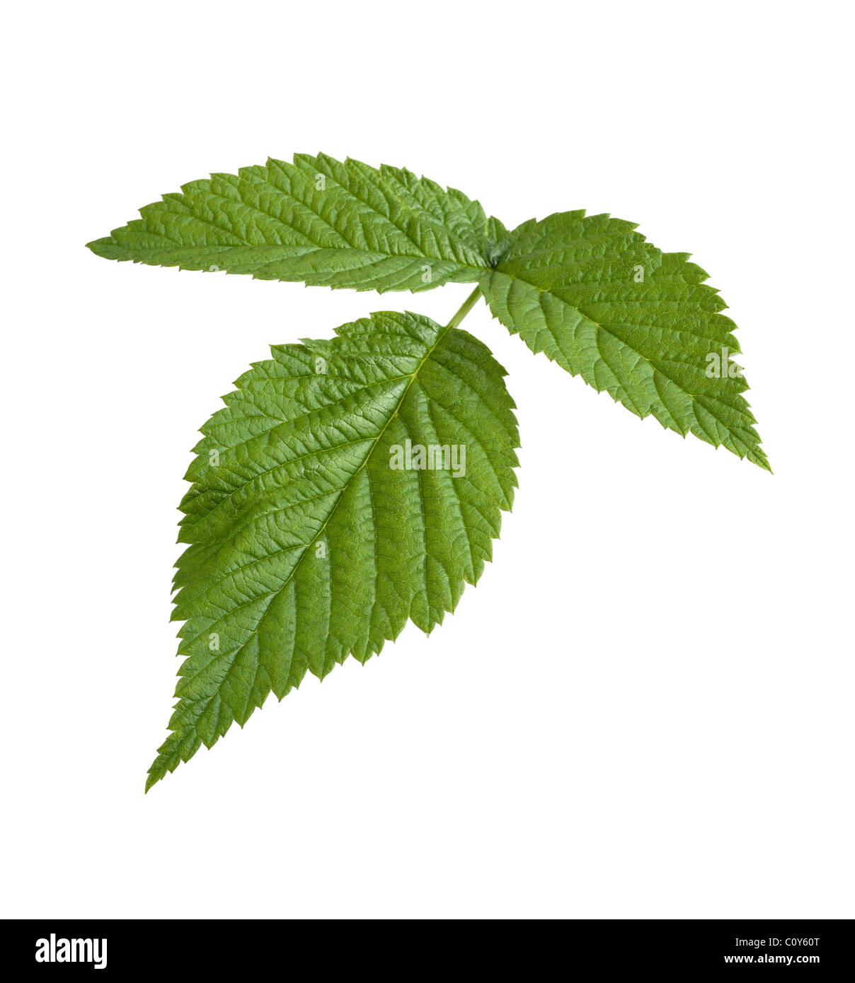 Raspberry Leaf isolated on a white background Stock Photo - Alamy