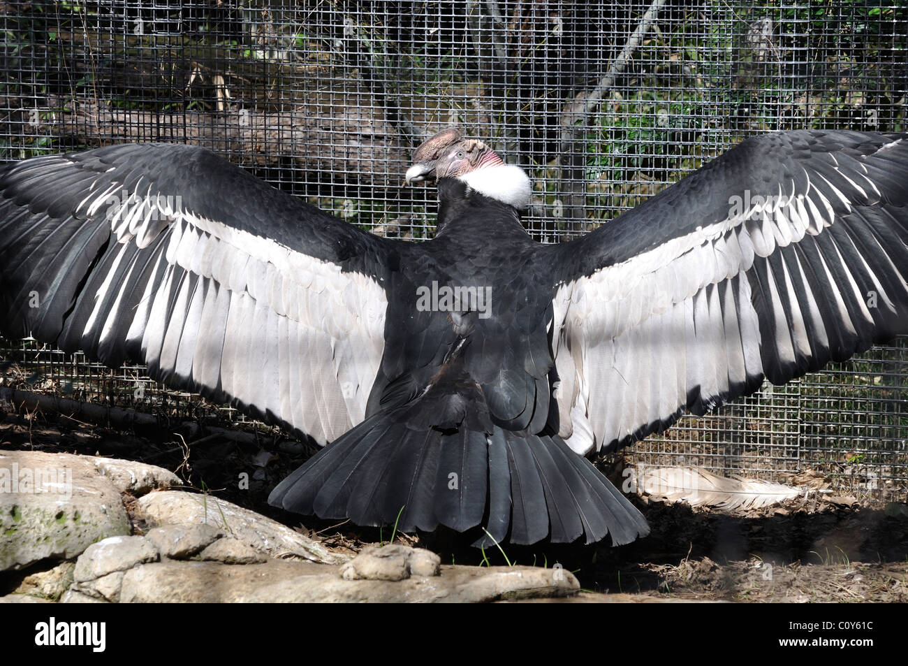 Andean Condor - Vultur gryphus Stock Photo - Alamy