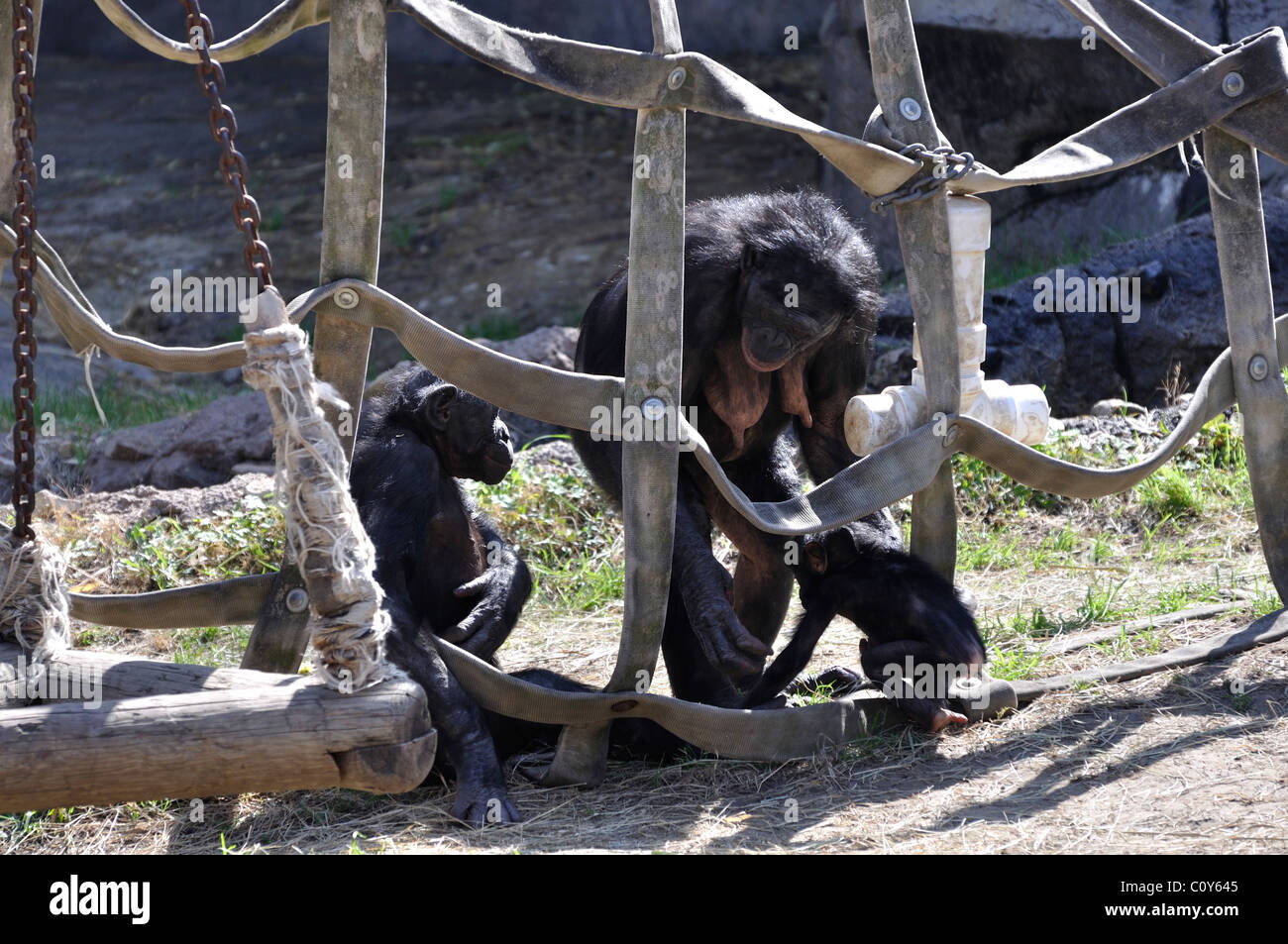 Chimpanzee mother hi-res stock photography and images - Alamy