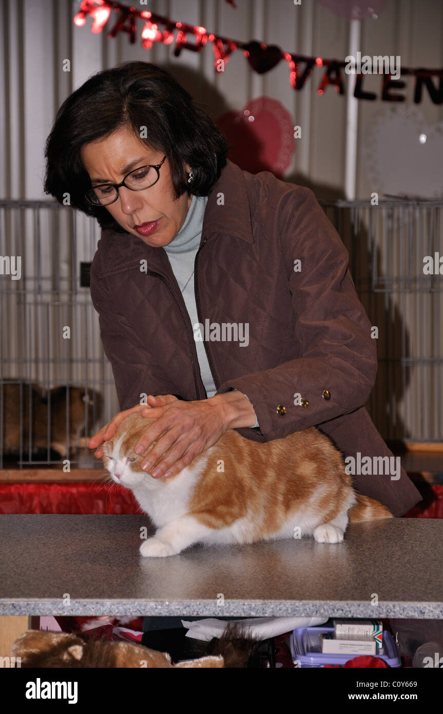 Judging process at cat show, Waco, Texas, USA Stock Photo - Alamy