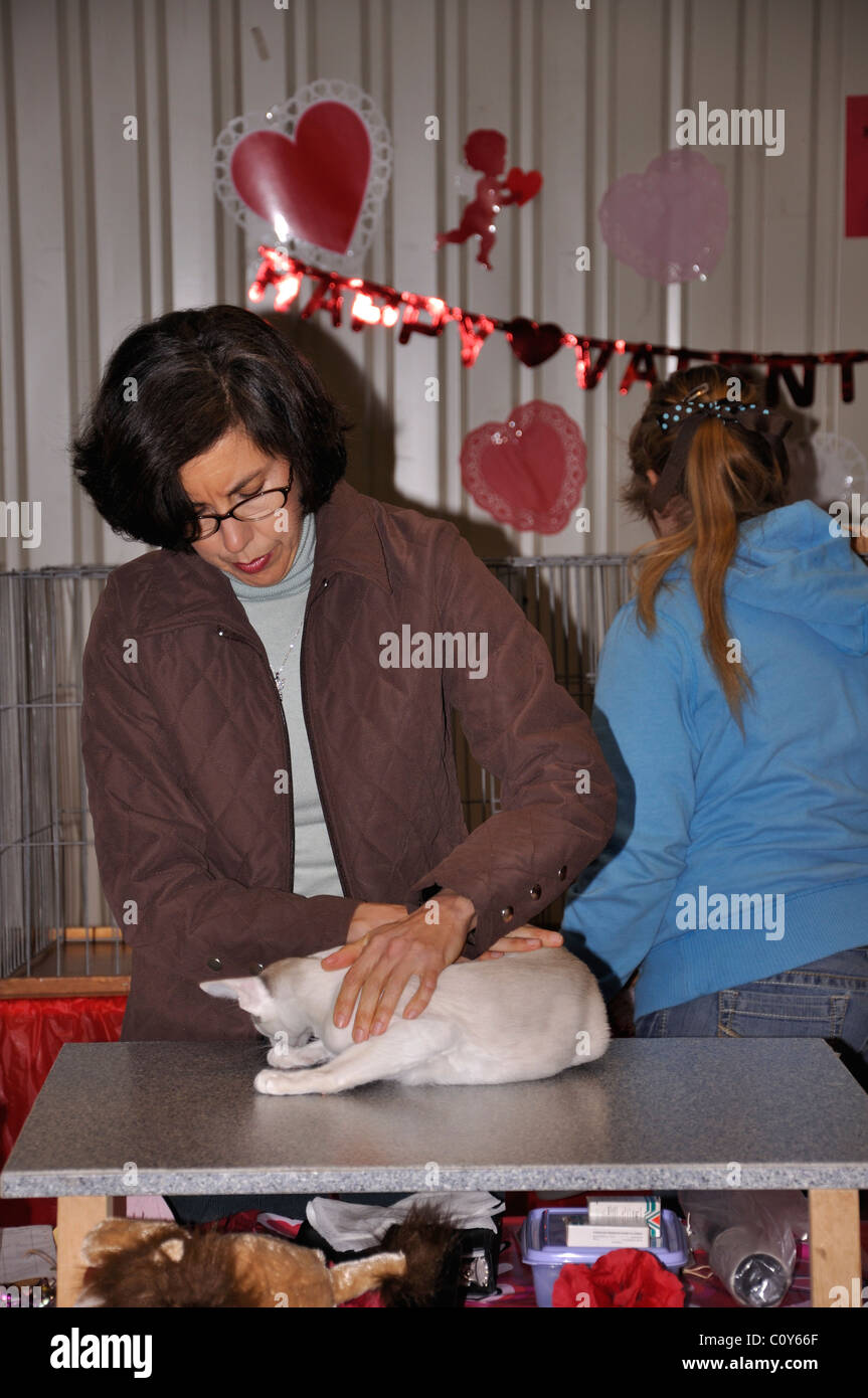 Judging process at cat show, Waco, Texas, USA Stock Photo - Alamy