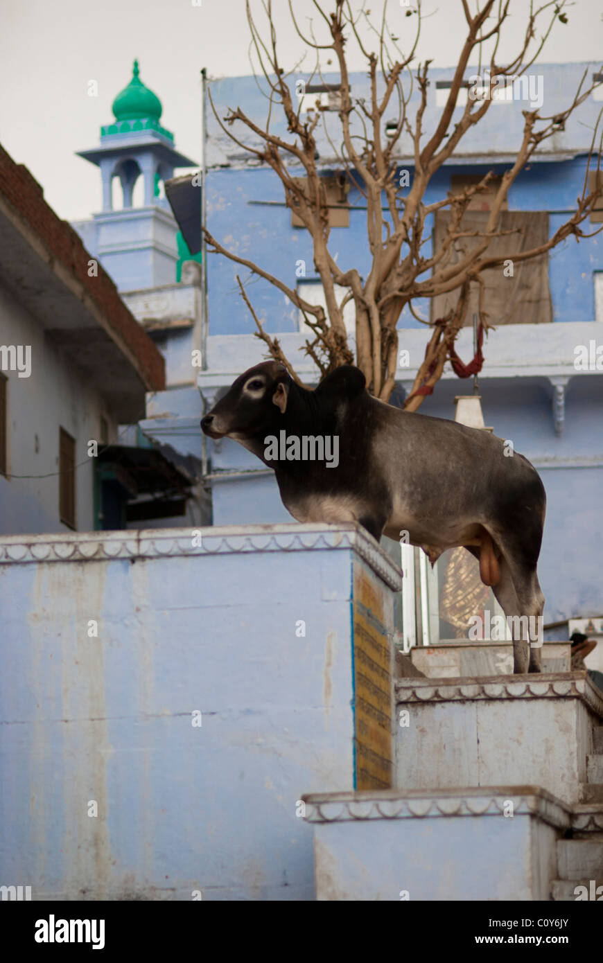 Blue cow of india hi-res stock photography and images - Alamy
