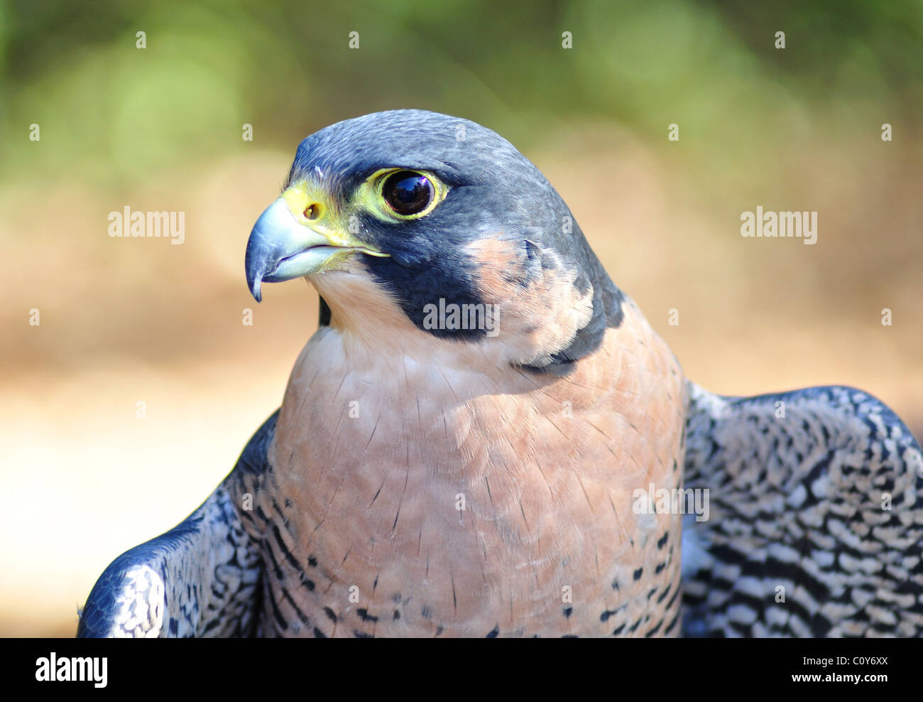 Gray falcon hi-res stock photography and images - Alamy