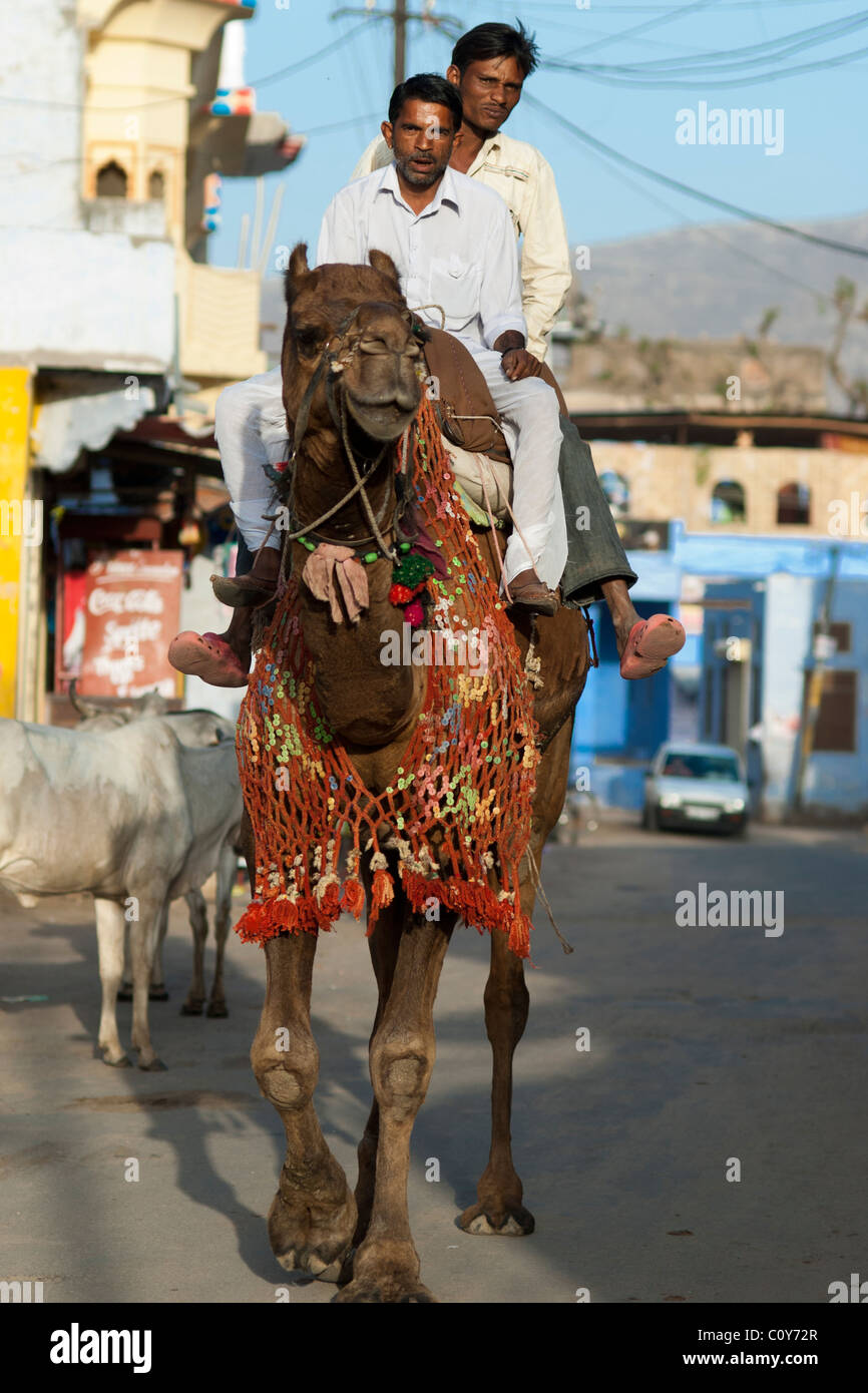 Two Indian men riding a camel Stock Photo - Alamy