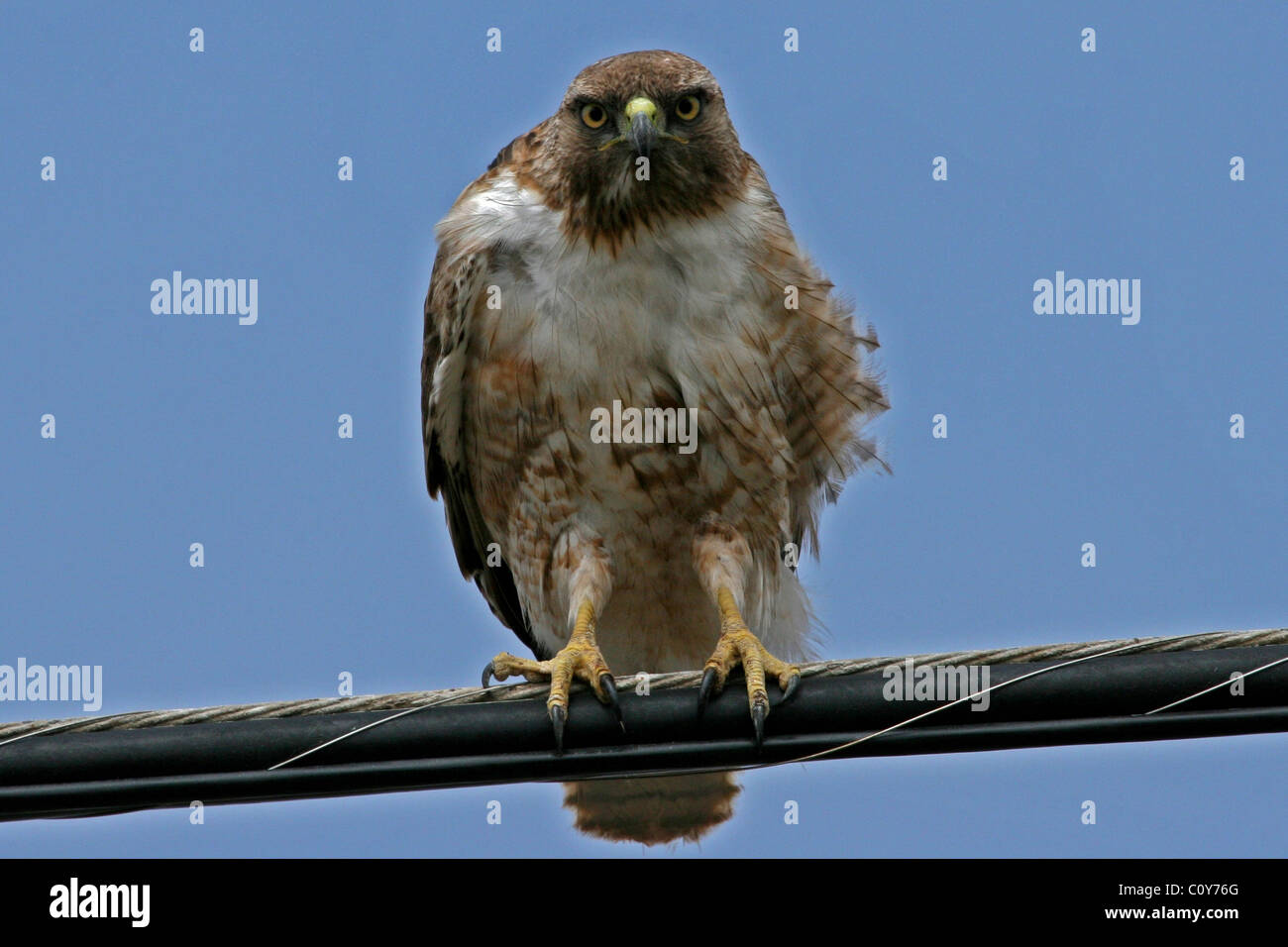 Red-tailed Hawk, Angry Birds Stock Photo - Alamy