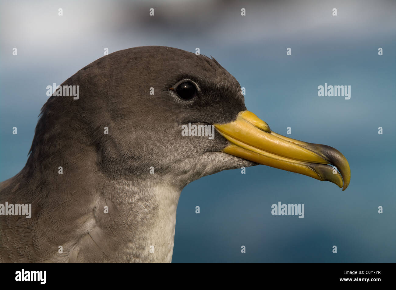 Cory's Shearwaters (Calonectris diomedea borealis) portrait against the ...