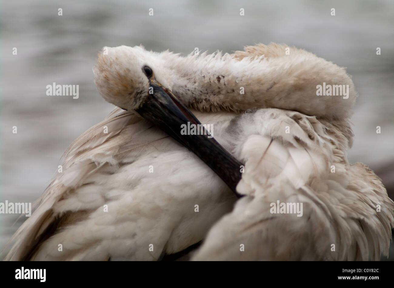 Spoonbill scratching some bug Stock Photo - Alamy