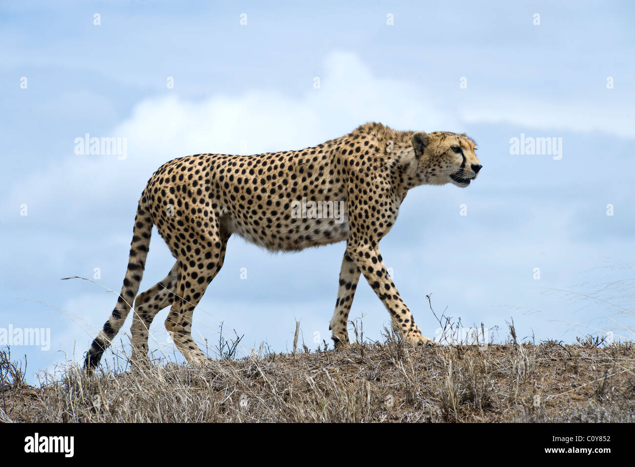 Female cheetah, Acinonyx jubatus, searching for prey, Simba Kopjes ...